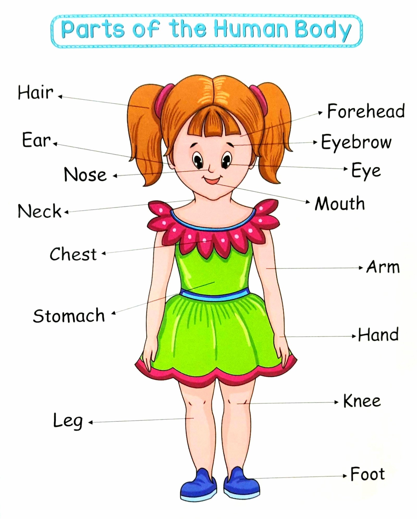 PARTS OF THE HUMAN BODY – ncert-solution.in